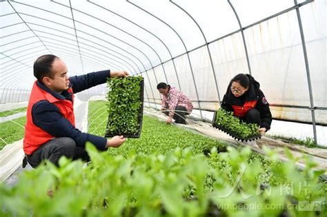 湖北通城：农技帮扶助春耕 人民图片网