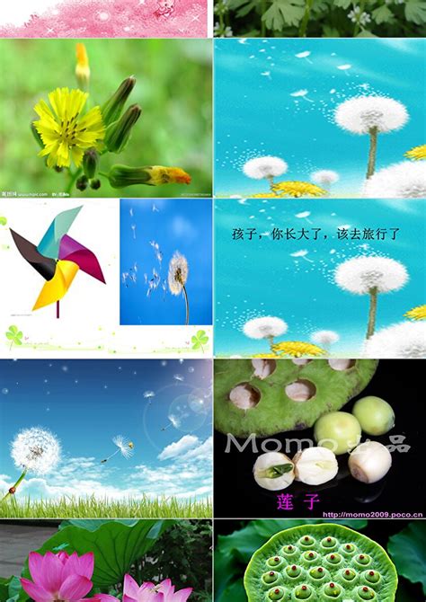 幼儿园大班综合《种子的旅行》ppt卡卡办公
