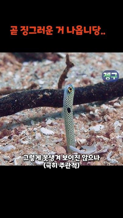 바닥에 붙어 사는 물고기 Youtube