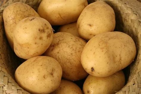 Native Potato Starch For Food Packaging Size 5 Kg At ₹ 250kg In Mumbai