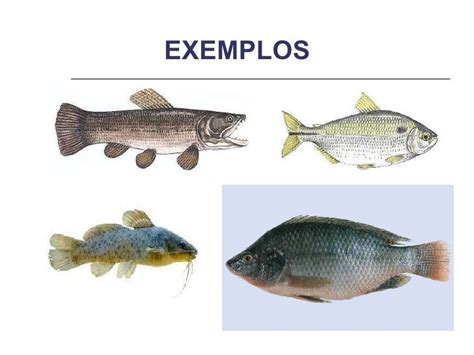 Peixes ósseos