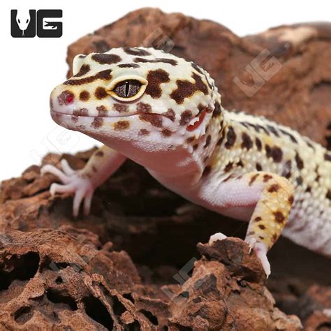 Adult Mack Snow Fire Bold Cross Het Tremper And Eclipse Leopard Geckos Eublepharis Macularius