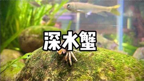 大部分的淡水观赏蟹都不适合深水饲养想要鱼虾贝蟹混养成小生态得花点心思好好设计一下 高清1080P在线观看平台 腾讯视频