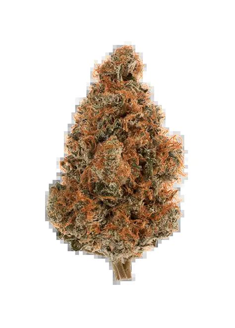 Zushi Cannabis Strain Information Growdiaries