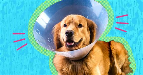 When Should You Spay Your Female Dog