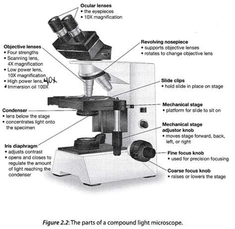 Explain The Designation Compound Light Microscope Quizlet Shelly Lighting
