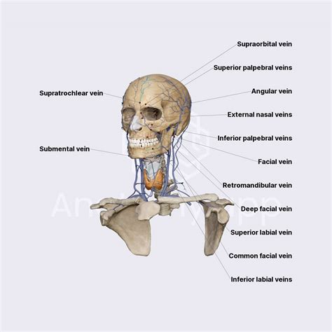 Angular And Facial Veins Anatomyapp
