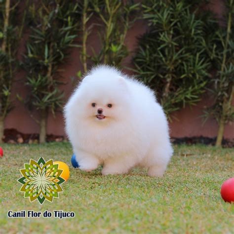 Cão Lulu da Pomerânia Mini Filhote Cavalcante Lulu da Pomerânia Mini Branco Pet Shop Flor do