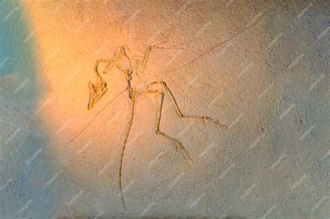 Premium Photo Fossil Trilobite Imprint In The Sediment 36 Billion