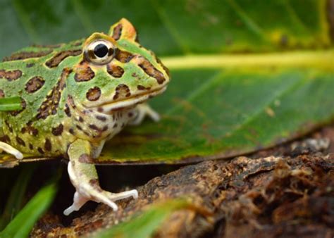 10 Most Popular Pet Frogs For Beginners Mypetcarejoy