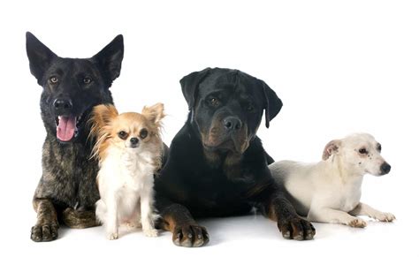 Nombres Mayas Para Perros Gu A Y Significados