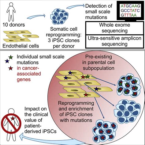 Somatic Cells