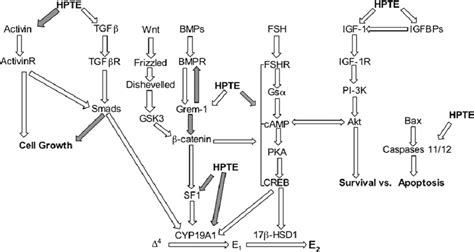 Proposed Model For The Effect Of HPTE In The Granulosa Cell FSH