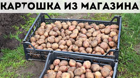 Можно ли посадить дешевую картошку купленную в пятерочке вместе дорогой ...