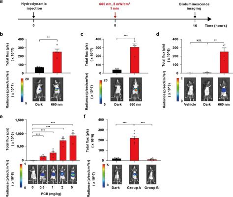 Optimization And Characterization Of The Redmap System In Mice A