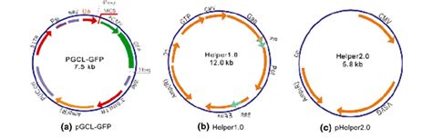 Lentiviral Vectors For Pten Shrna Download Scientific Diagram