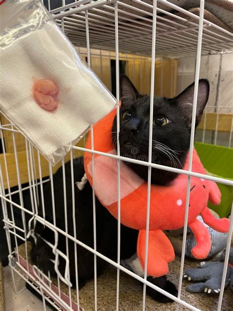 Black Cat Wear Medical Collar In Cage Cat After Sterilization Suture