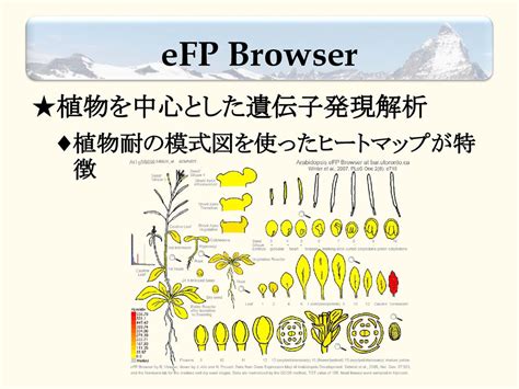 2018年度 植物バイオサイエンス情報処理演習 第1回 ビッグデータを眺める ppt download