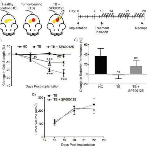 Physiological Impact Of Jnk Inhibition On Orthotopic Pancreatic Cancer