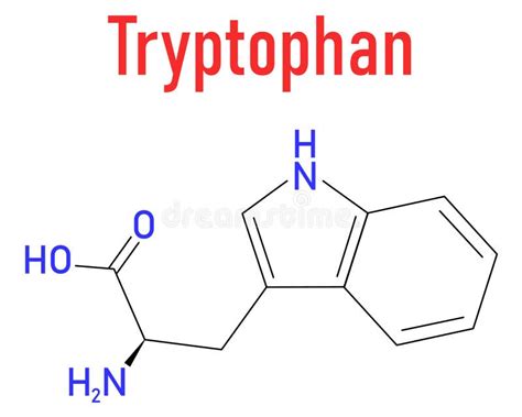 Tryptophan Or L Tryptophan Trp W Amino Acid Molecule Skeletal Formula Stock Vector