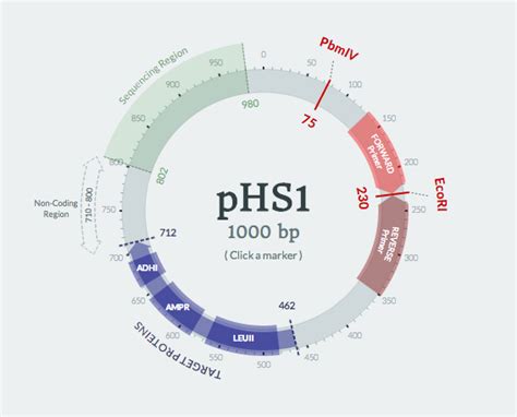 Dna Plasmid Visualization Component Using Angularjs And Svg Life