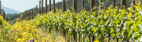 Association Lien De La Vigne Vinelink On Linkedin Bolla