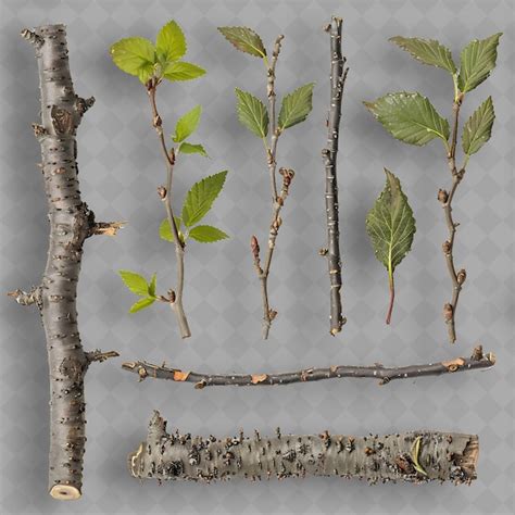 Poplar Branches With Furrowed Gray Green Bark And Triangular Isolated