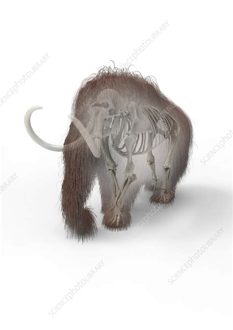 Woolly Mammoth Skeleton Illustration Stock Image C0594804