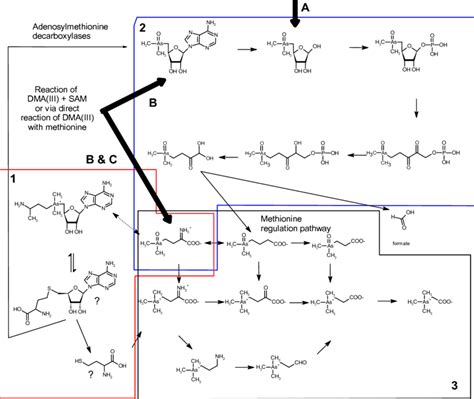 Proposed Biosynthesis Pathway Simplified For The Formation Of Ab And