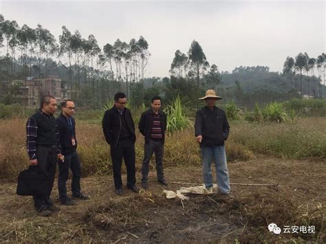 这事你千万别做！云安又一人因违法焚烧秸秆被罚500元！