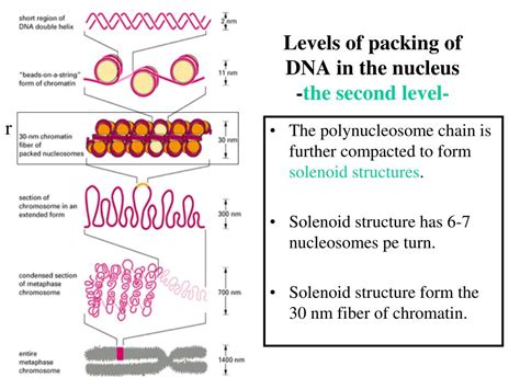 Ppt Structure Of Dna 1 Primary Structure 2 Secondary Structure 3 Tertiary Structure