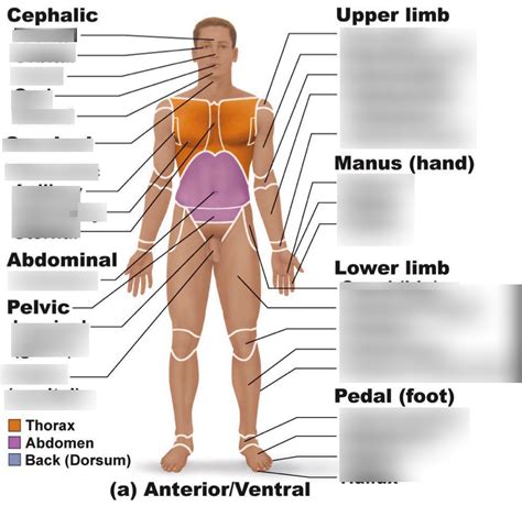Anatomy Regional Termscephalic Diagram Quizlet