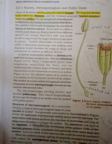 Sexual Reproducton In Floweking Planis221 Stamen Microsporangium And