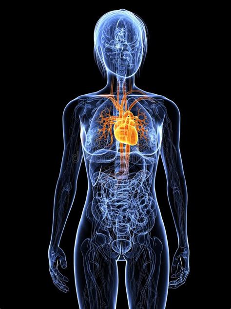 3d Rendent L Anatomie Femelle Coeur Illustration Stock Illustration
