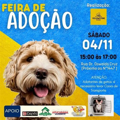 Feira De Adoção Acontece Em Apucarana Neste Sábado Confira