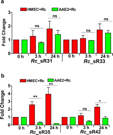 Expression Profile Of R Conorii Novel Small Rnas Rcsr31 Rcsr33