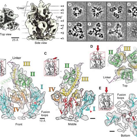 Pdf The Prefusion Structure Of Herpes Simplex Virus Glycoprotein B
