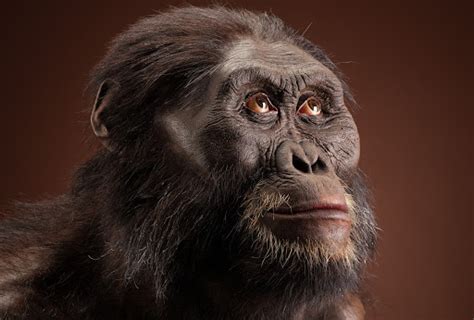 Reconstruction Of Australopithecus Afarensis Adult Male John Gurche