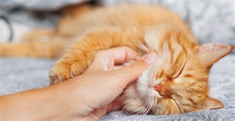 Find Out Why And What Your Cat Is Trying To Purr You