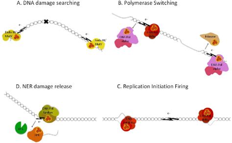 Figure 7 From Emerging Critical Roles Of Fe S Clusters In Dna Replication And Repair Semantic