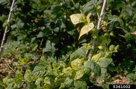 Bean Golden Mosaic Virus Bgmv Begomovirus Bean Golden Mosaic Virus