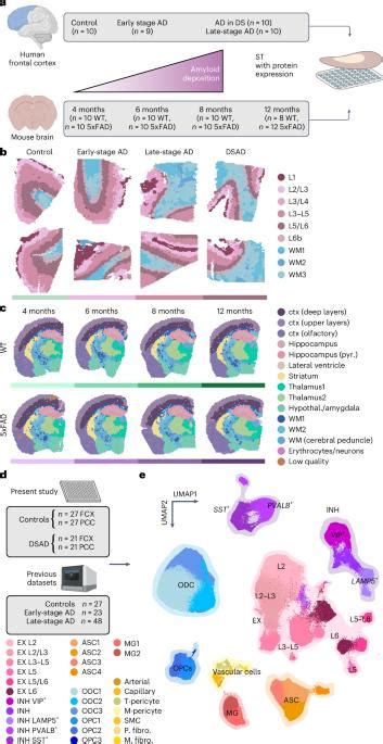 Spatial And Single Nucleus Transcriptomic Analysis Of Genetic And Sporadic… Cd Genomics