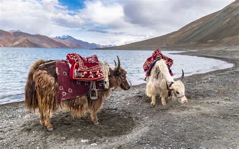 Yak Safari In Ladakh