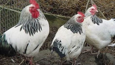 Sussex Chicken Breed Everything You Need To Know
