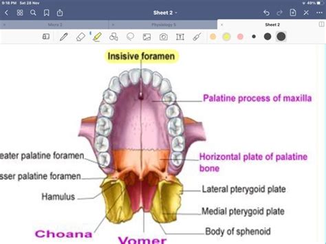 Velopharyngeal Closure Clinical Consequences Lecture 2 Flashcards