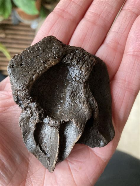 Skull Fragment Zandmotor Beach Netherlands R Fossilid