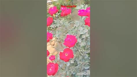 ফুল ফুল করোনা ফুল আমি দেবো না। Youtube