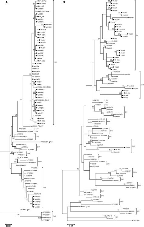 A And B Phylogenetic Tree Of Representative Vietnamese RSV A And B