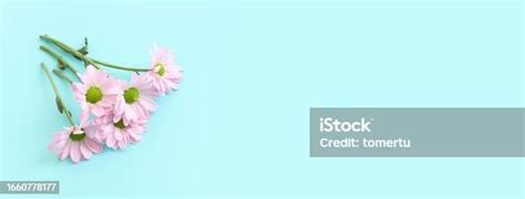 パステルブルーの背景にピンクの花の構図の上面図画像 まぶしいのストックフォトや画像を多数ご用意 まぶしい やわらか カラー画像