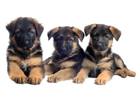 Cachorros Pastores Alemanes Foto Premium